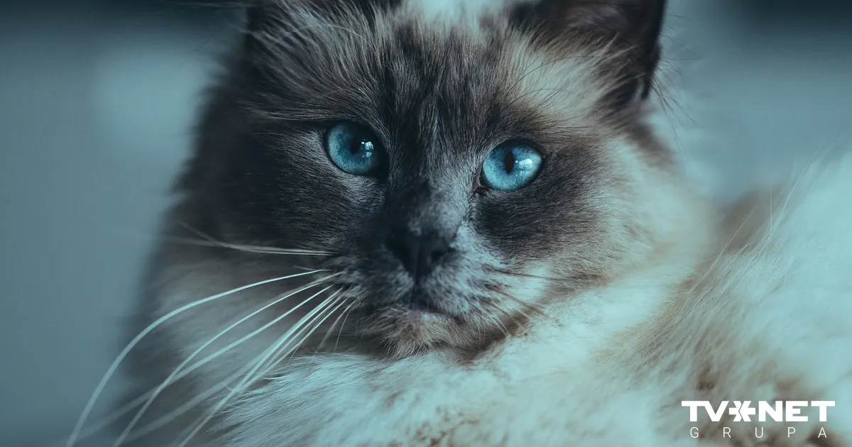 Horoskops pirmdienai - 15. septembrim