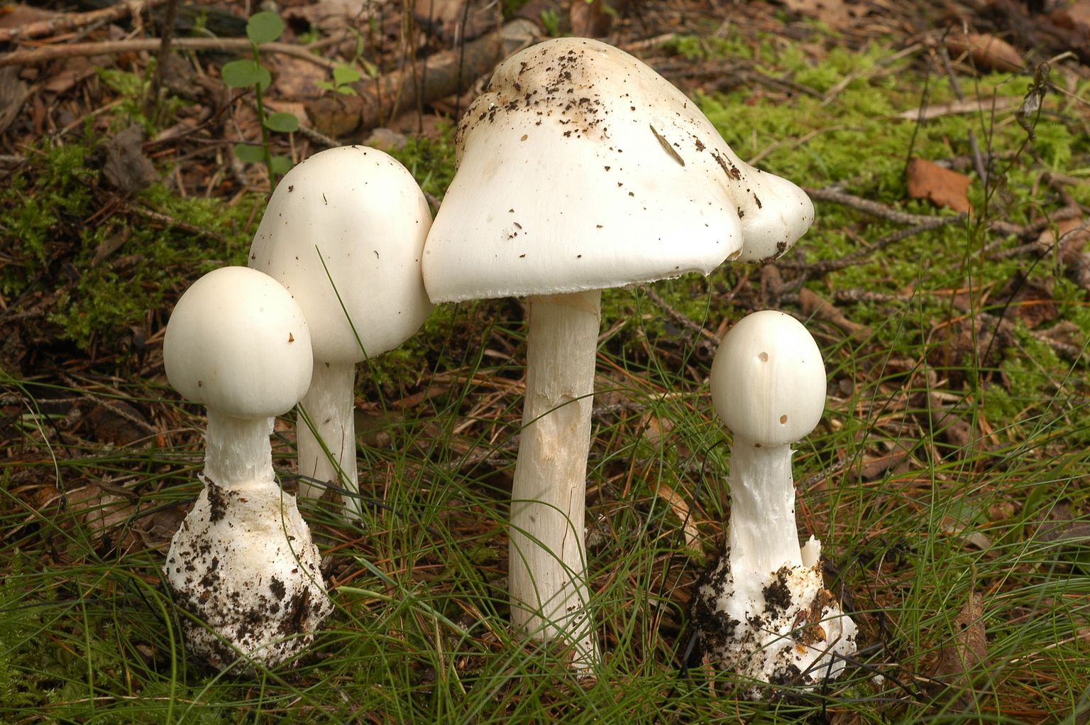 Mõnd seent tuleb karta kui vanakurat välku