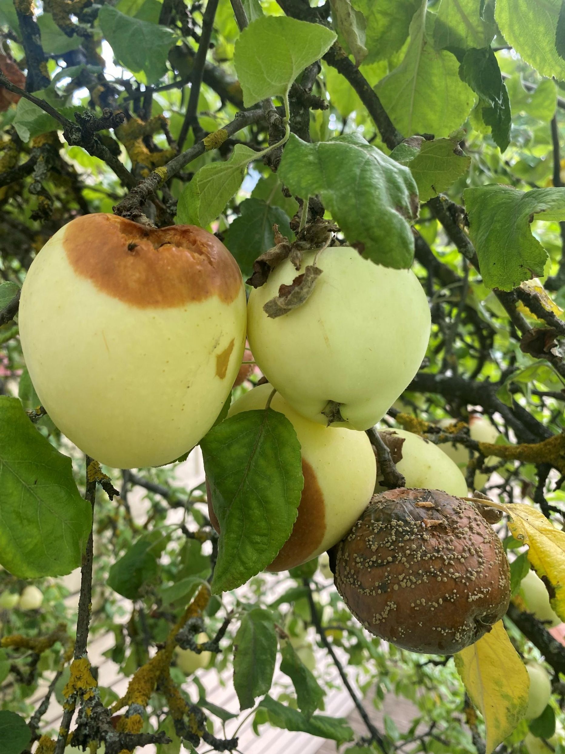 500 KILO ELANIKU KOHTA Kokku riisutud puulehed ja õunad saab tasuta ära ...