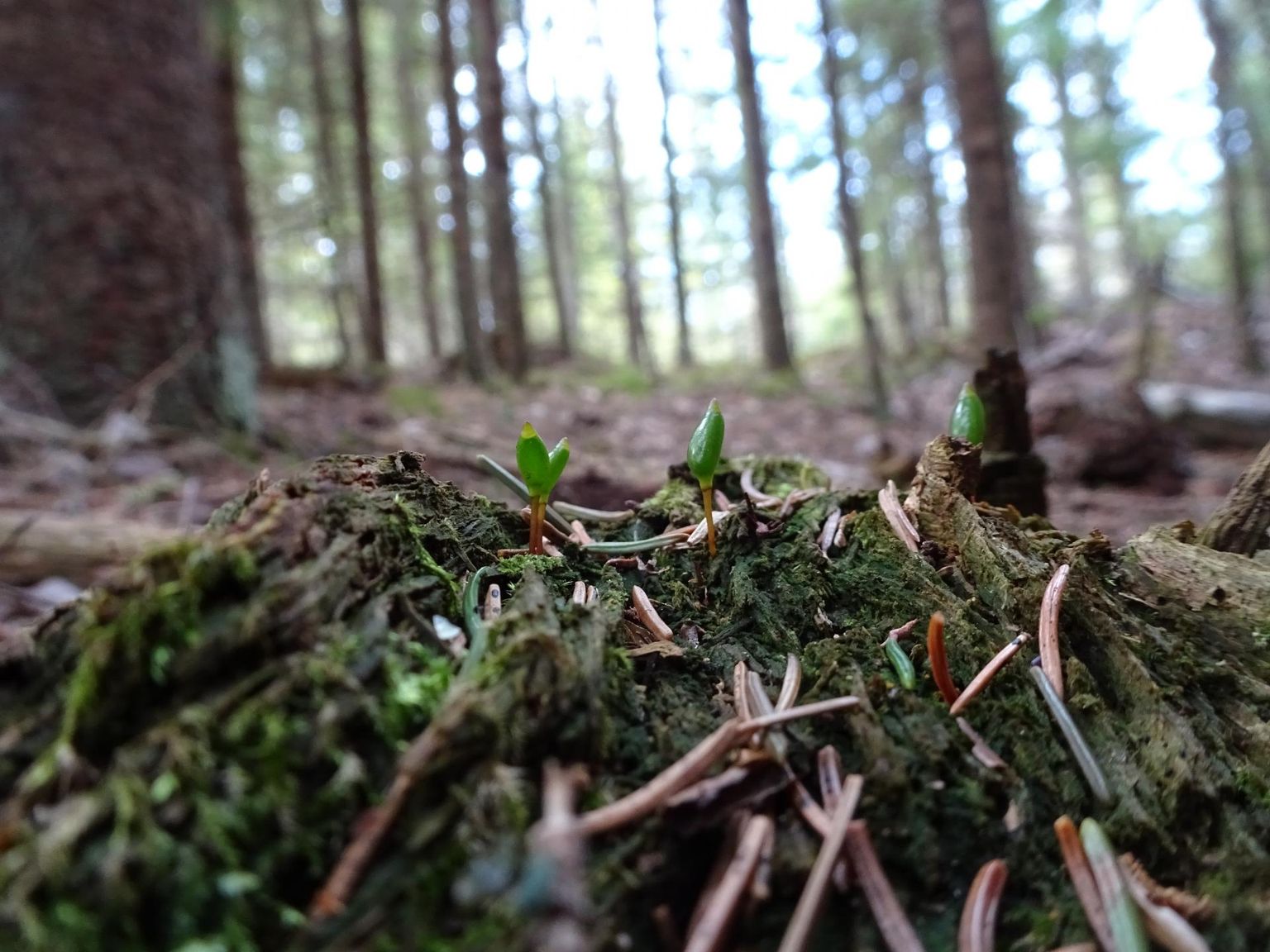 Aasta sambla märkamiseks tuleb metsas kõhuli heita