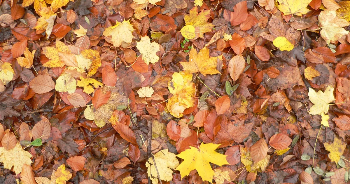 Ilus ilm meelitab laupäeval looduses jalutama