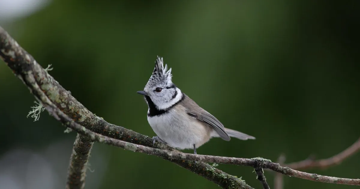 Nädalavahetusel võib veeta tunnikese aialinde vaadeldes