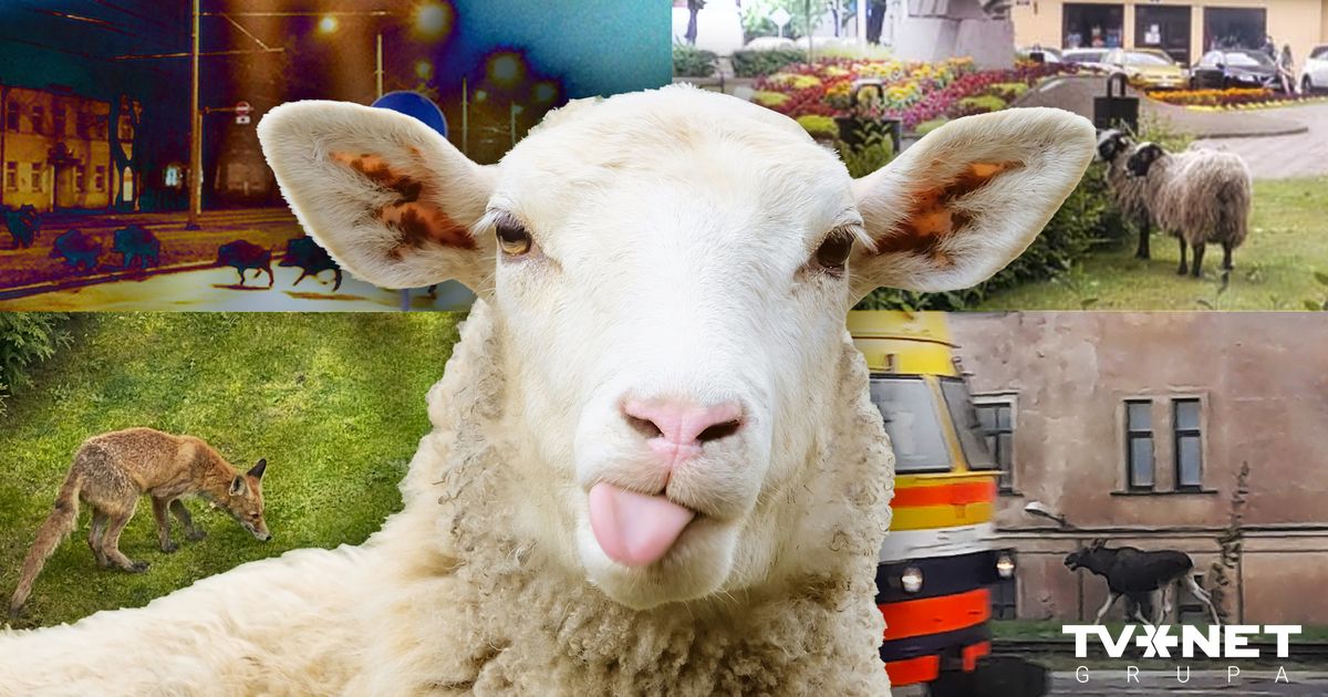 Mežs ienāk pilsētā. Valabijs Liepājā un citi zvēri, kas Latvijā manīti ...