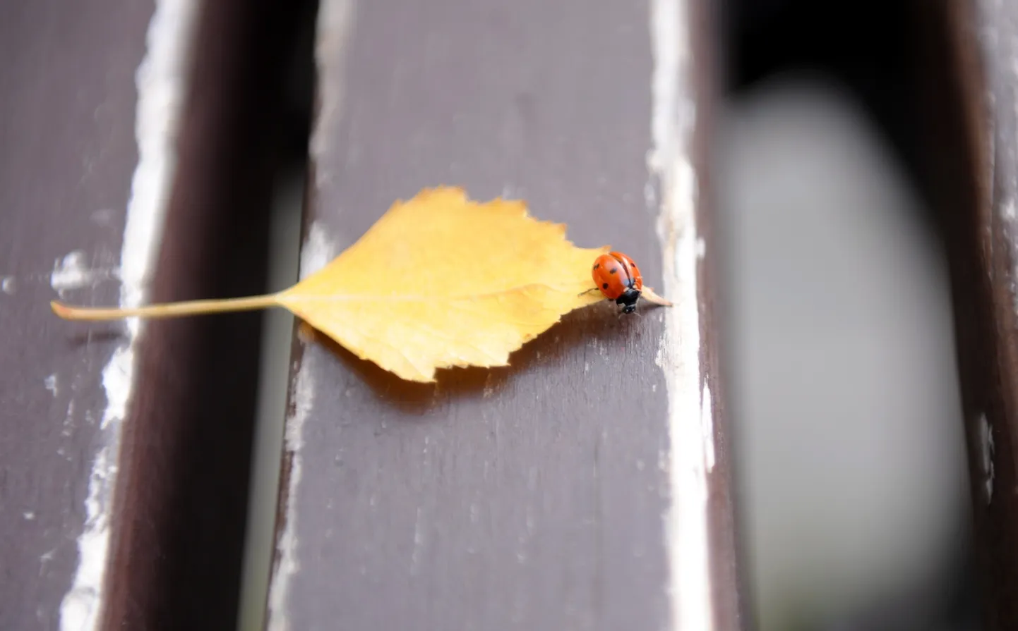 Sāksies astronomiskais rudens