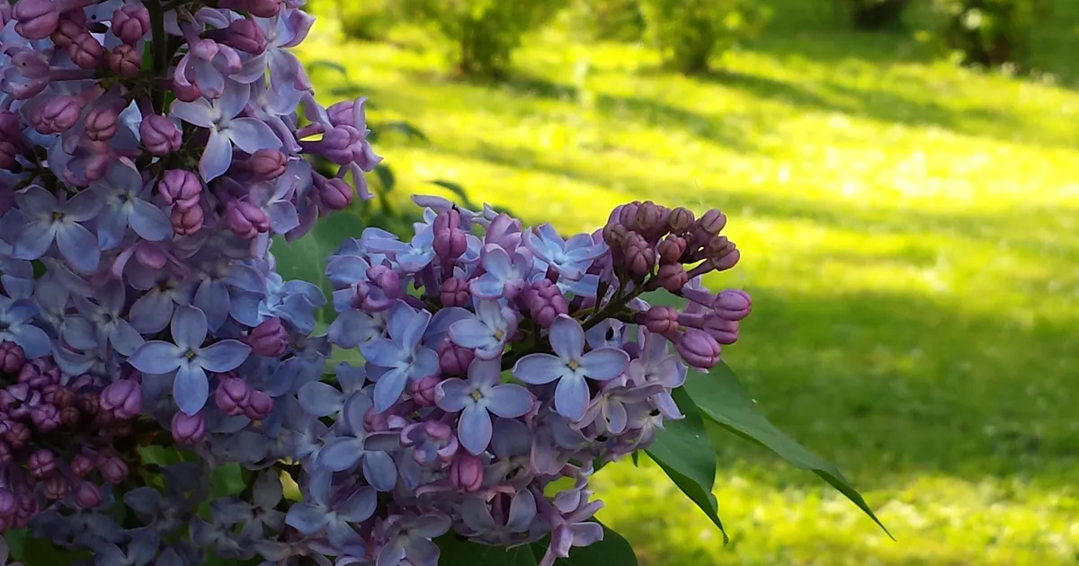 Kannikesi ja sireliõisi kasutatakse ka ravimtaimena