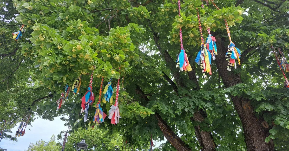 Tapa kultuurikoja ümbruse puid ehivad rahvusmustreis paelad