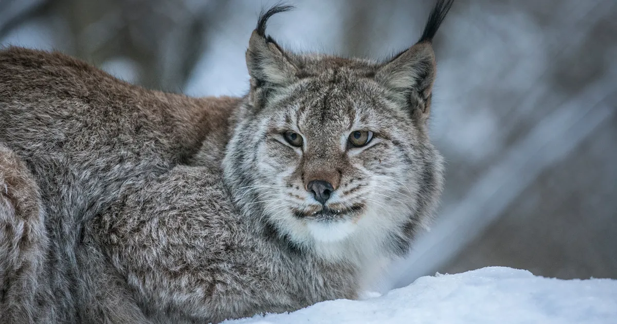 Talvel Mohni saarele kolinud ilves plaanitakse kinni püüda ja mandrile ...