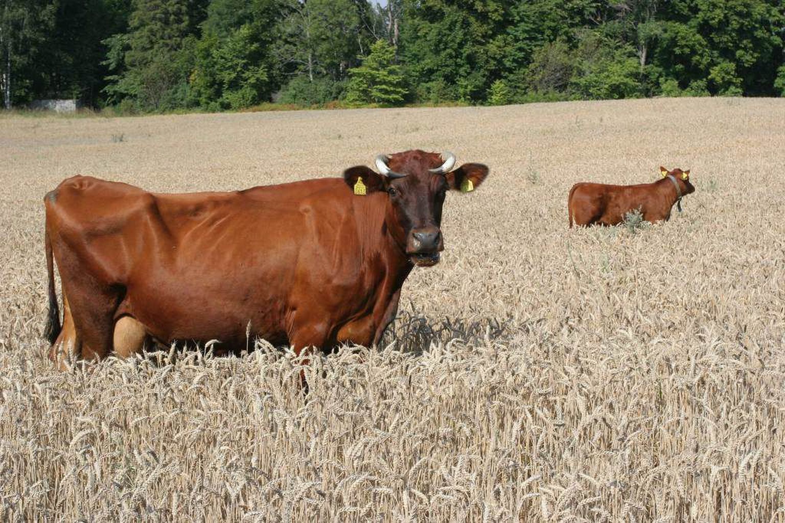 Lehmad terroriseerivad Sompa küla rahvast - Eesti - Postimees: Värsked ...