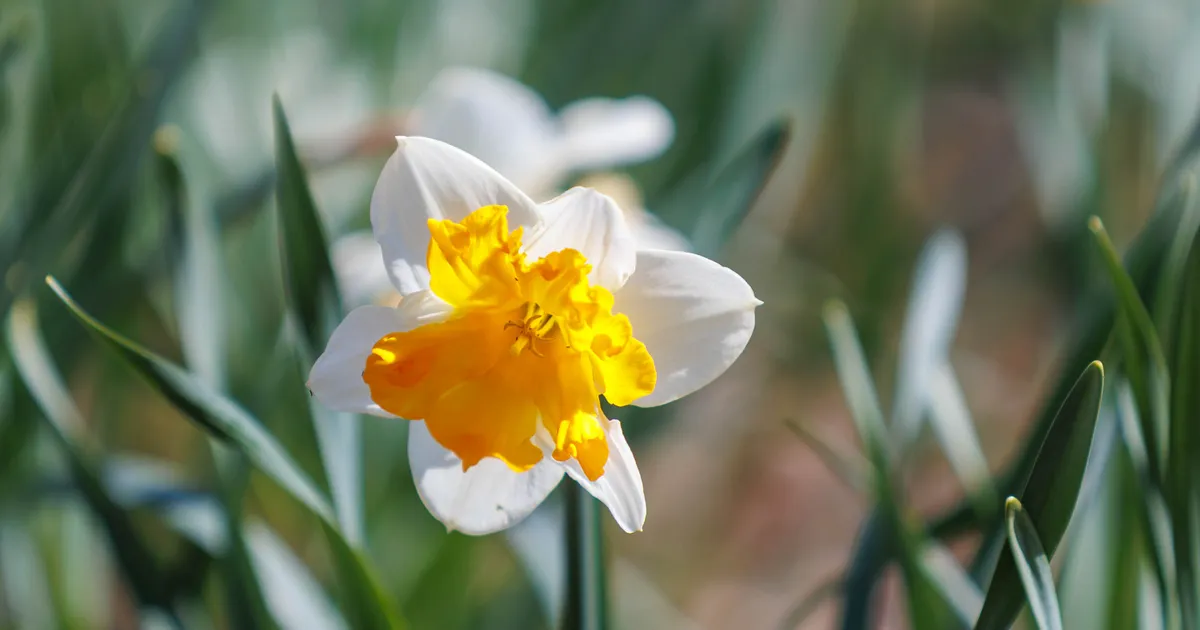 PÄEVAHOROSKOOP 4. mai: Sõnn oskab kevadest täiel rinnal rõõmu tunda ...