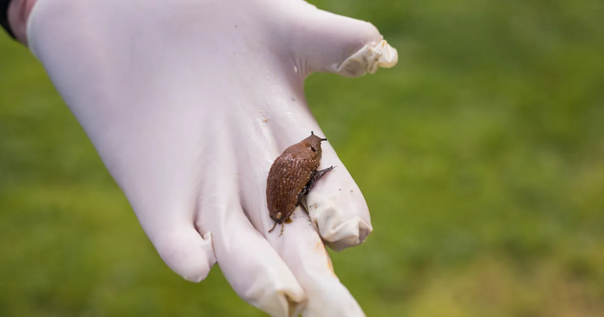 Hispaania teetigu jätkab Saaremaa vallutamist