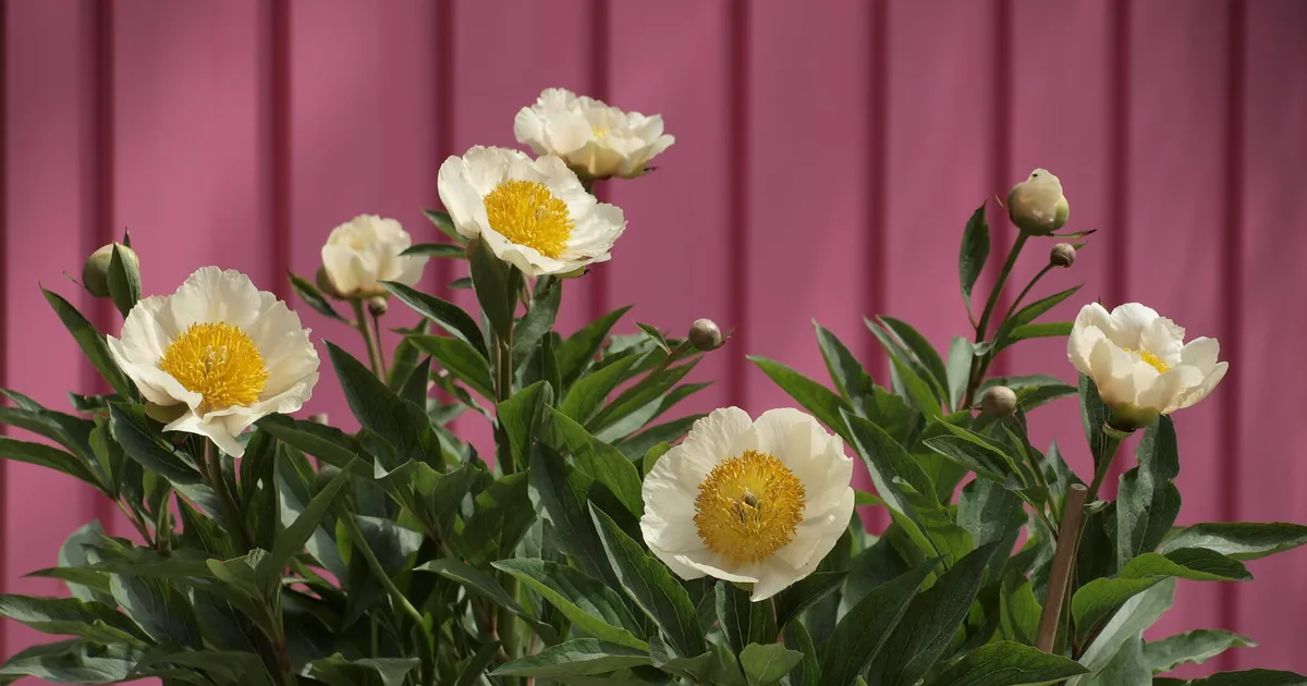 LUMMAVAD PILDID Saaremaa pojengiistanduses lõigati esimesed lilled!