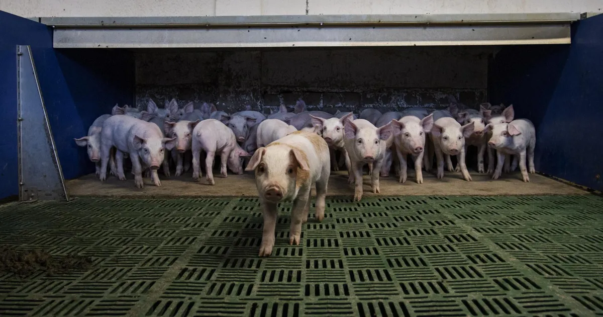 Saimre Agro Grupile kuuluv farm on Eestiski esirinnas