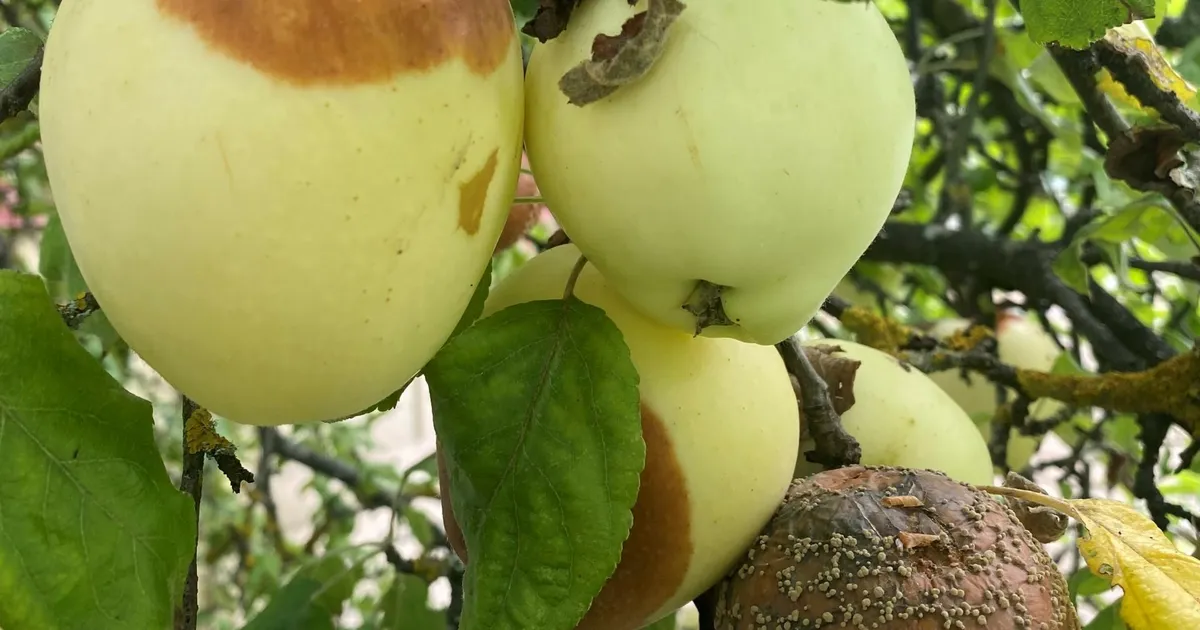500 KILO ELANIKU KOHTA Kokku riisutud puulehed ja õunad saab tasuta ära ...