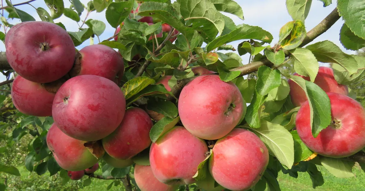 Kuumus küpsetab vilju