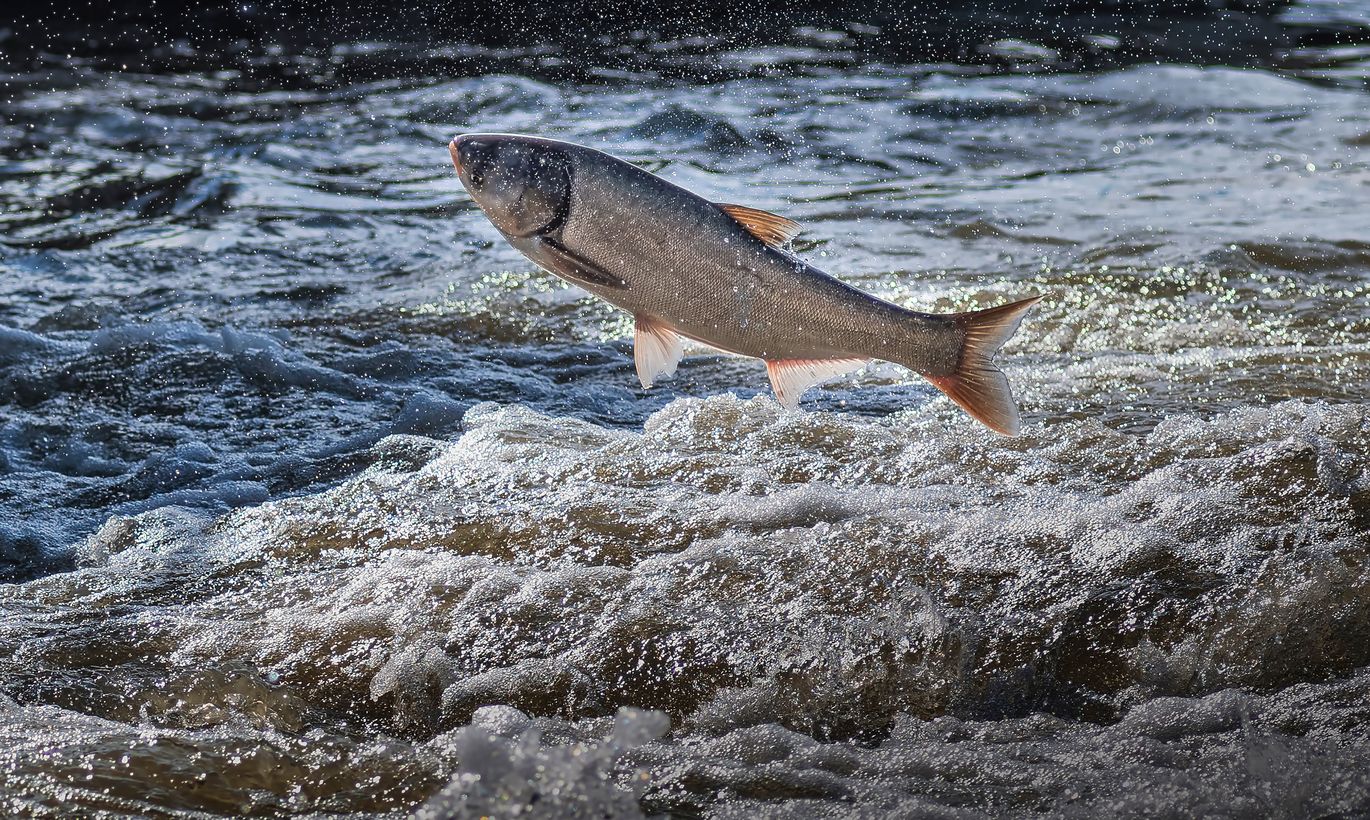 "Visdrīzāk, zivs izmukusi no Lietuvas." No Bārtas izvilkta reta un ...