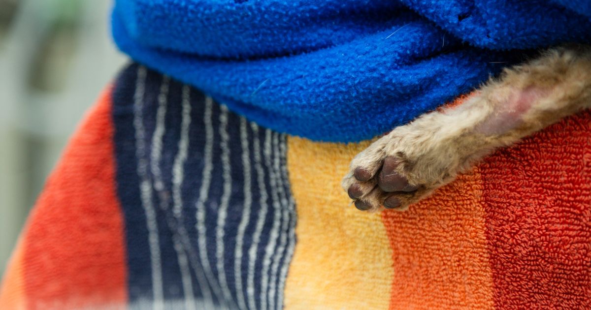 Päästjad viisid viga saanud suure koera loomakliinikusse