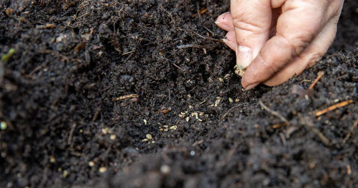 sügisene külv - Postimees: Värsked uudised Eestist ja välismaalt