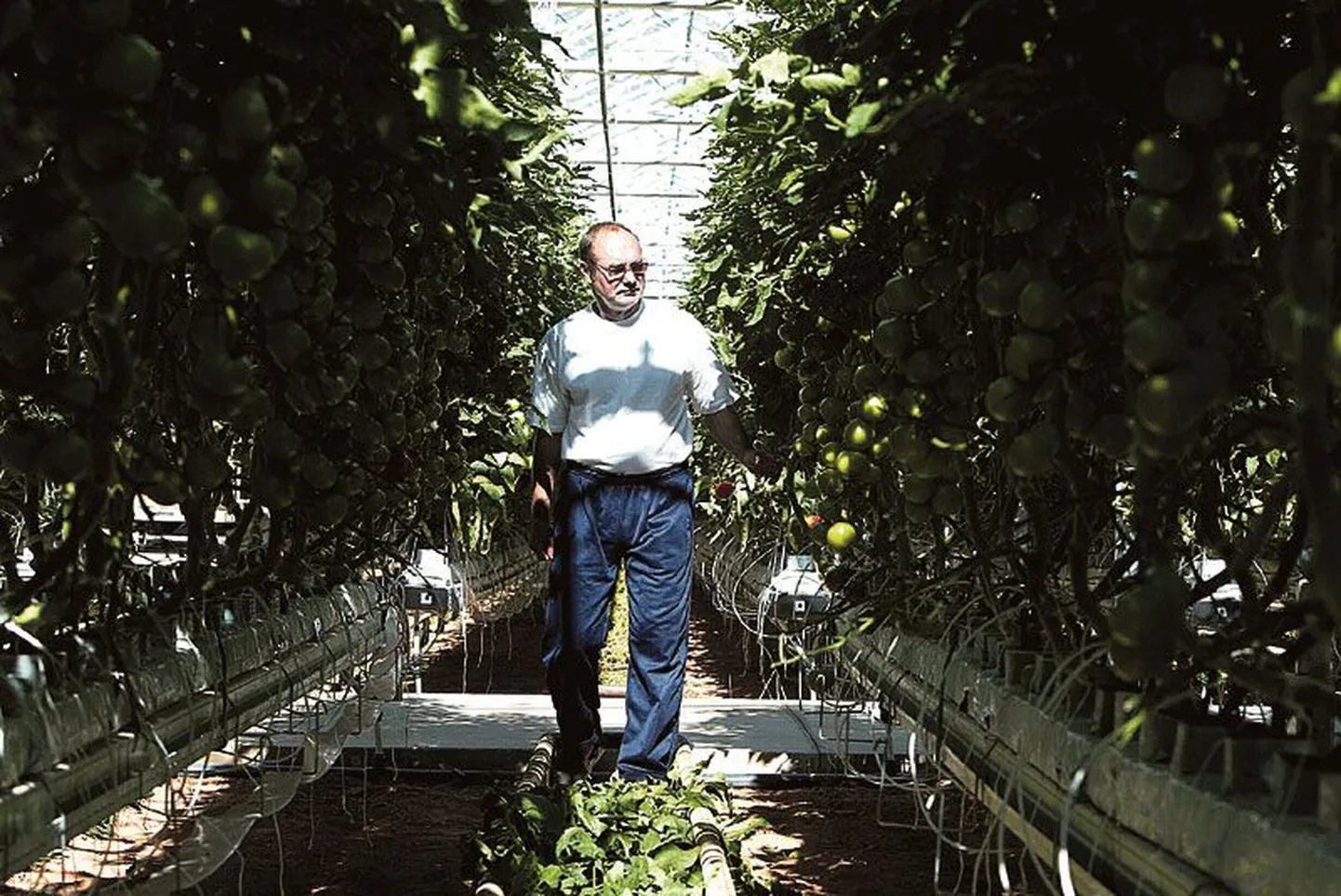 Post toob kimalased tallu tomateid tolmeldama