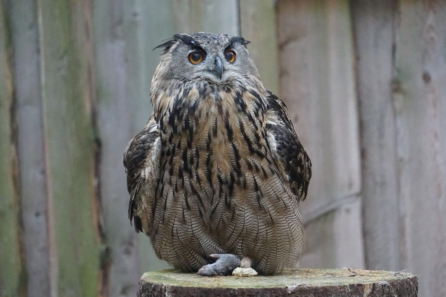 Kassikakk võib anda populaarsele kettagolfipargile surmahoobi