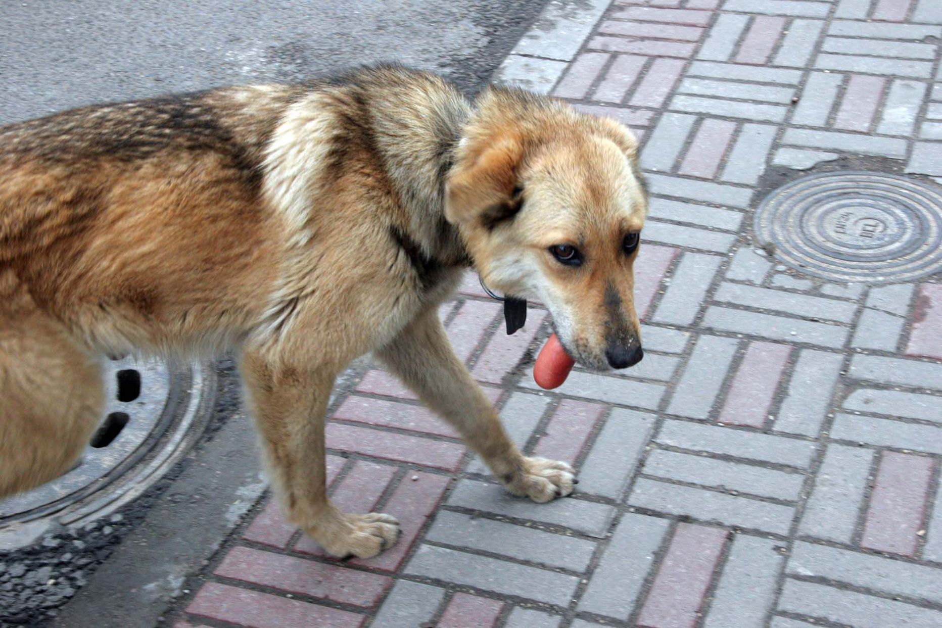 Valgas tohib pidada vaid registreeritud koeri