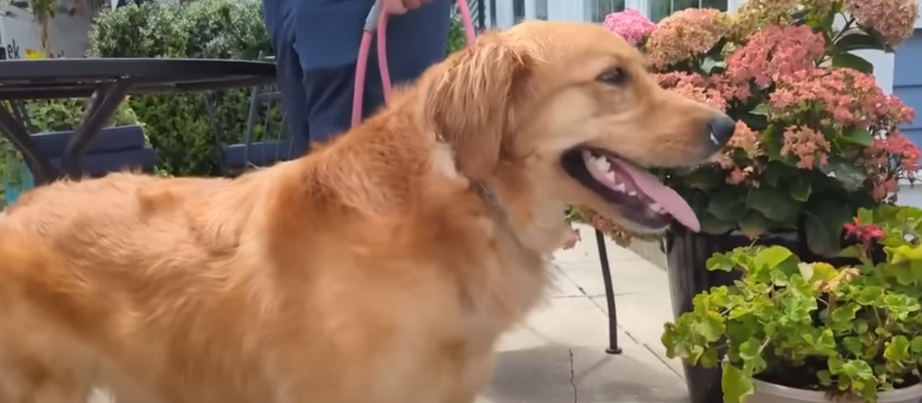 Peigmeest ähvardab oma pulmadest kõrvalejäämine, sest koer korraldas ...