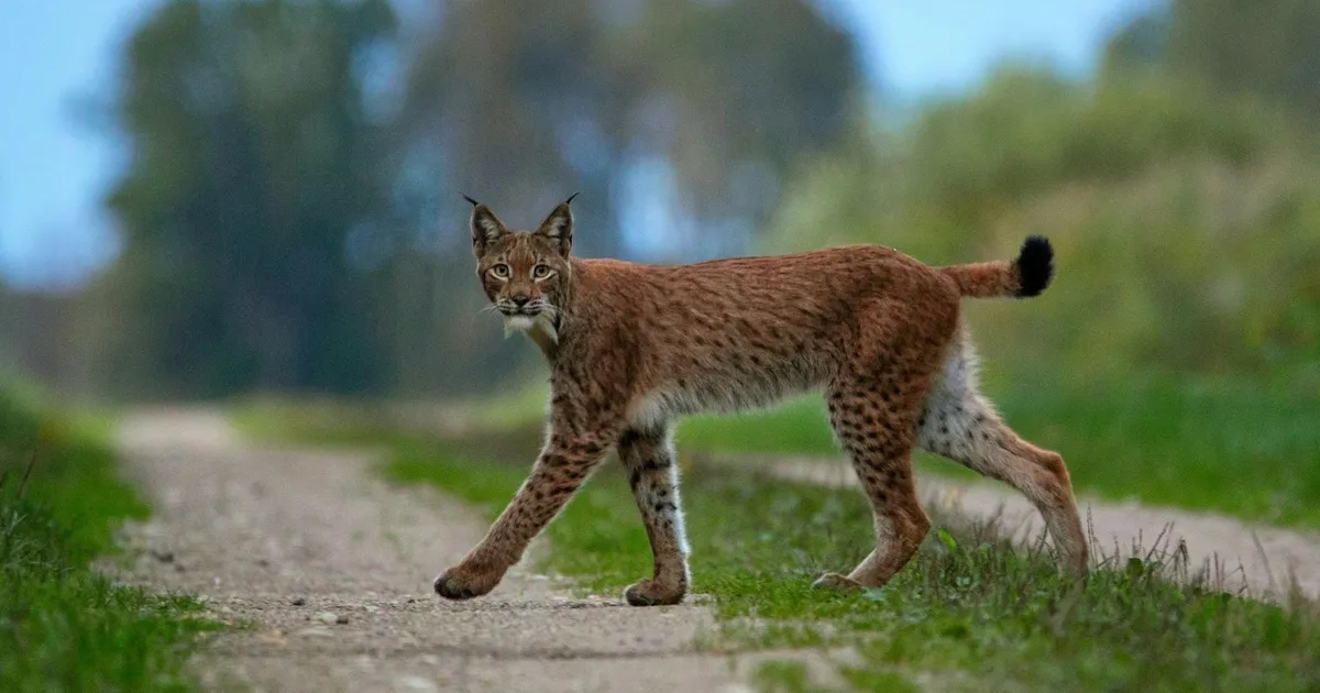 Viljandlanna sattus eriliselt julge ilvese seltsi