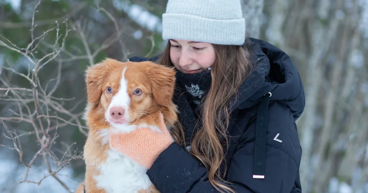 Põnev rebasega sarnane koeratõug, kes on tuntud ülima aktiivsuse ja ...