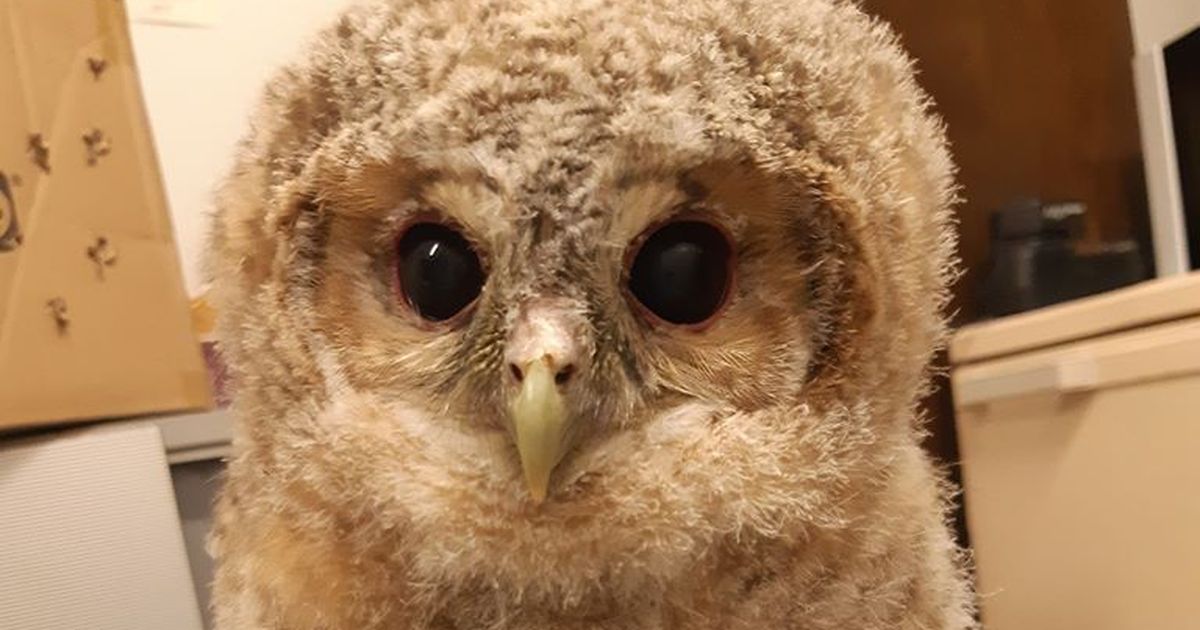 Vareste käest päästetud kodukakk toodi Paidesse