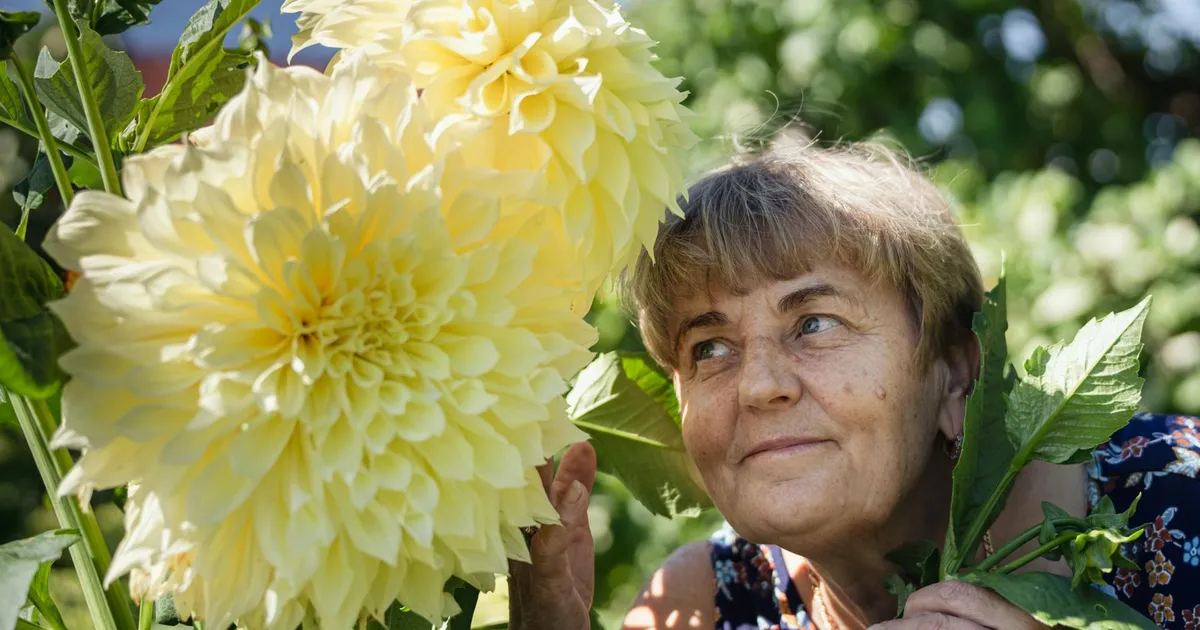 PILDID Pärnu aiapidaja käe all kasvavad tavalised lilled hiidmõõtu