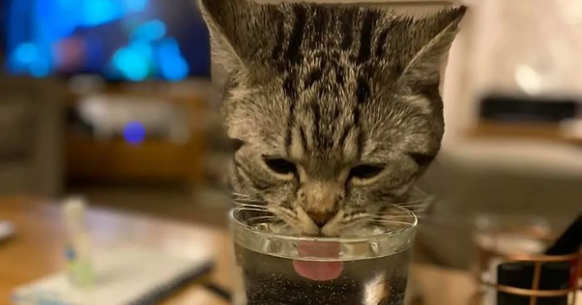 Minu kodu, aga mitte kass: humoorikad pildid neljajalgsetest ...