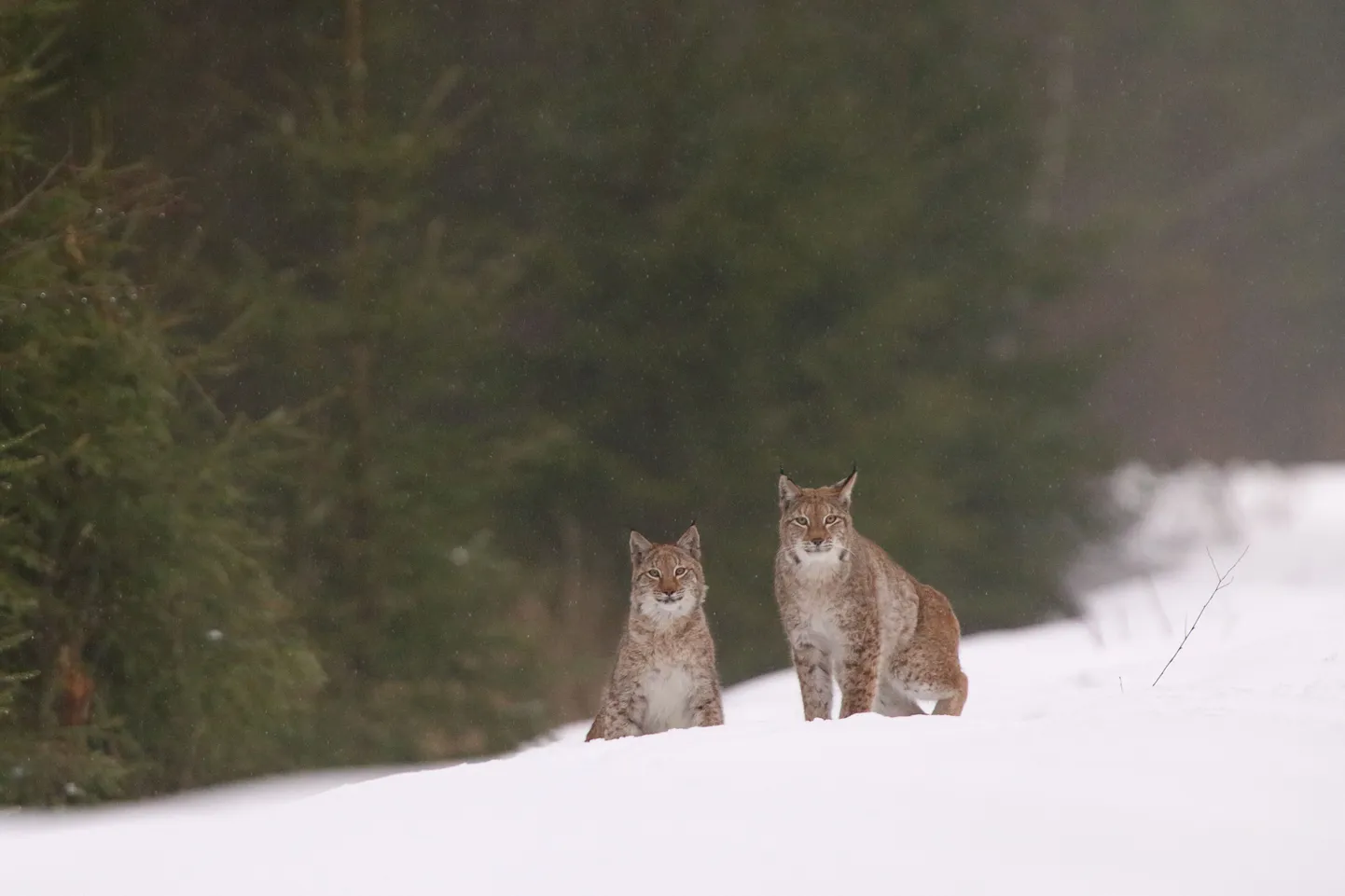 Ilveste madal arvukus ei luba neid küttida