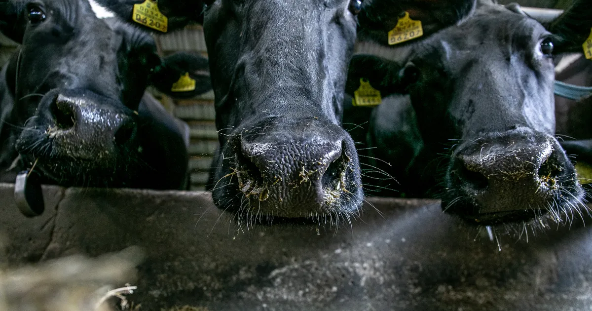 Üle hulga aja on Eestis tekkinud olukord, kus piima tasub toota