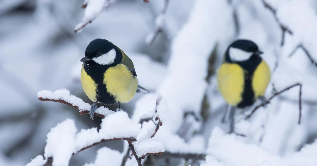 Talvised aialinnuvaatlejad märkasid enam kui 30 000 lindu