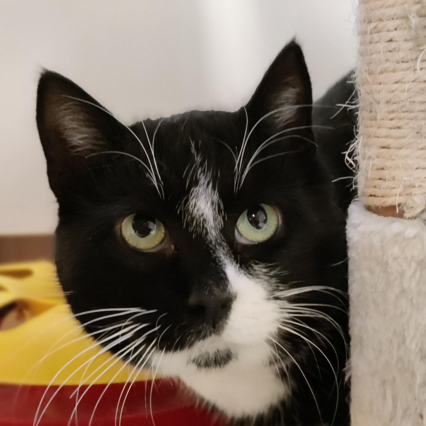 Kass rikkus lapsevankri, laps puges koera eest peitu