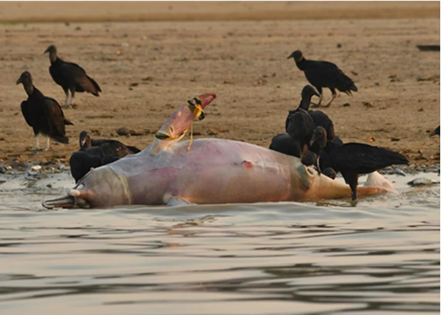 LOODUSKATASTROOF Delfiinid keesid elusast peast