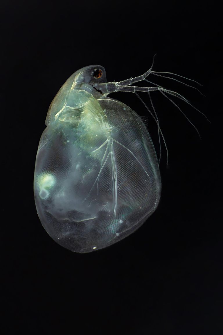 Mikromaailma pildistaja ja hobifotograaf Janek Lass: kemikaalidest ei ...