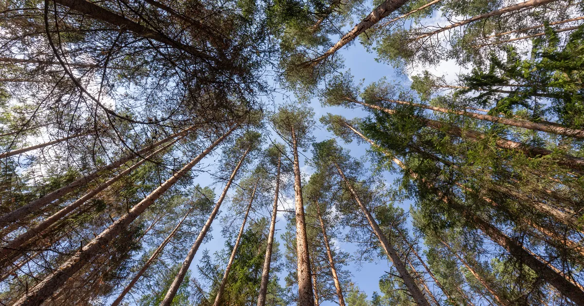 Keskkonnaagentuur: õhusaaste on Eestis pidevalt vähenenud
