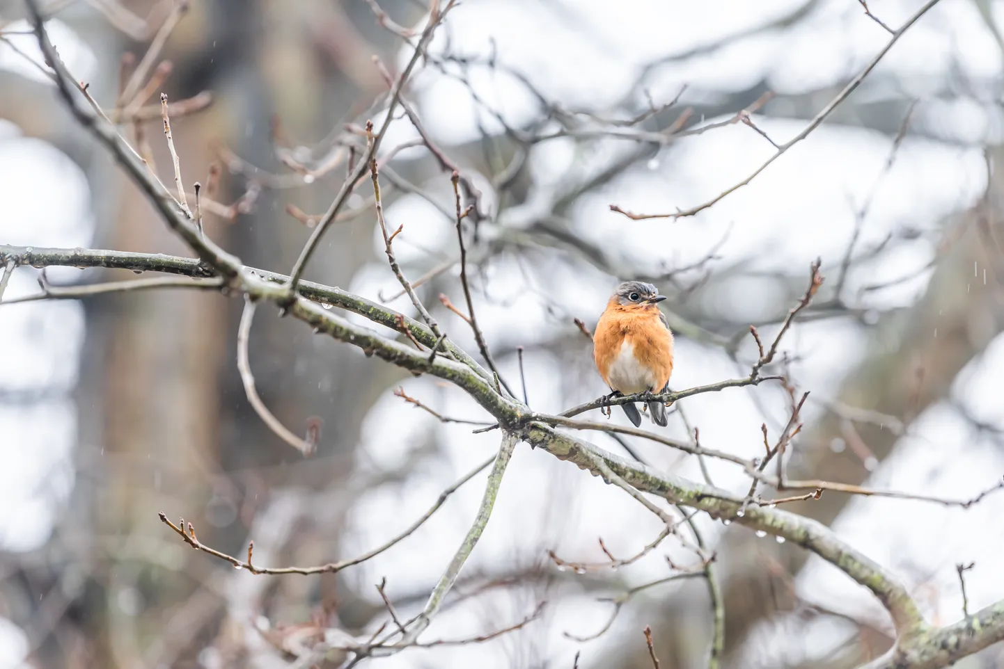 Pirmā Ziemassvētku brīvdienu diena Latvijā būs netipiski silta