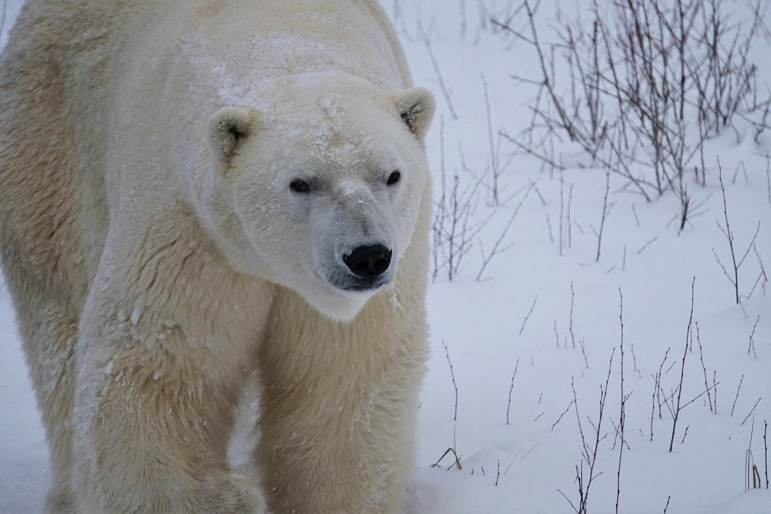 NÄDALA LOOMAAED Loomaaia veebruaritähtpäevad mööduvad lumevalguses