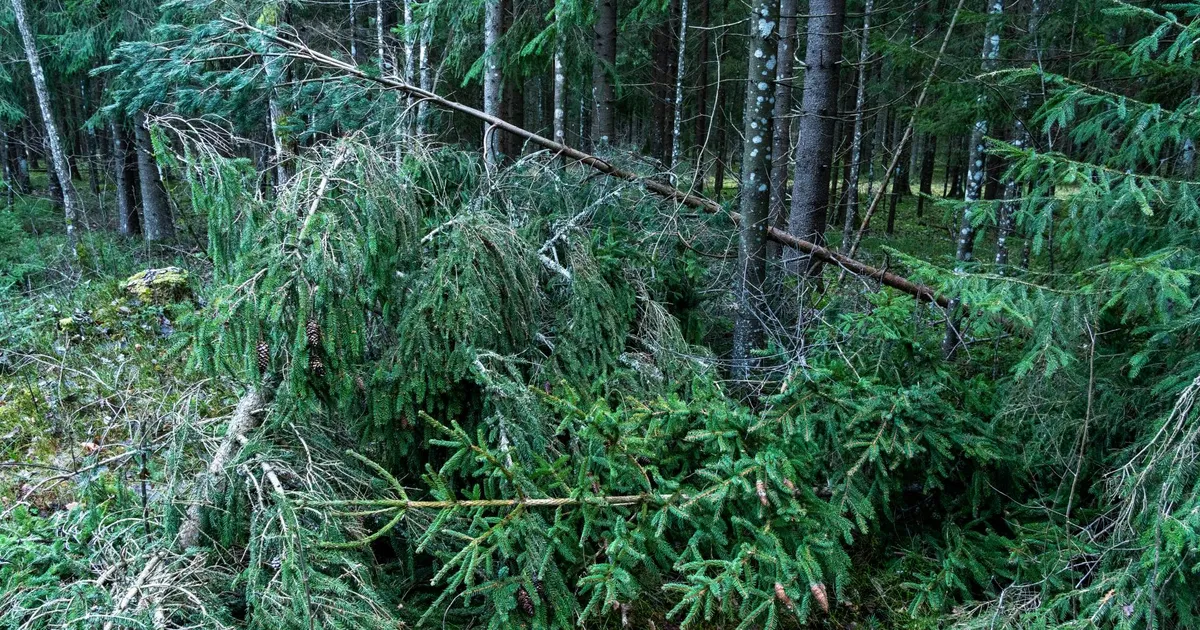 LOODUSVAATLUS Esimene lumi kadus, kuid mitte jäljetult