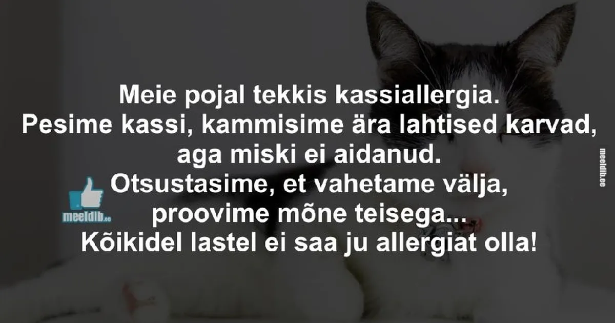 Meie pojal tekkis kassiallergia