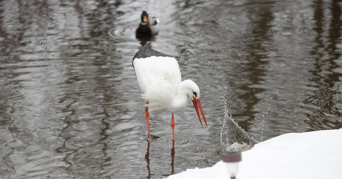 Rakvere Raibe: Soolikaoja toonekurg võeti Rockvere palgale
