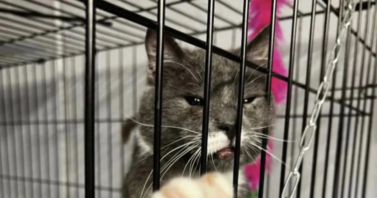 PÄEVAKÄPP Mänguhimuline Pets tahab nii väga kellegi kodusoojust nautida