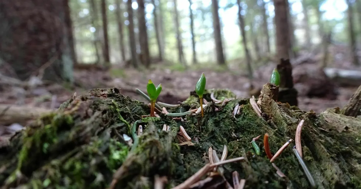 Eesti looduse tänavused tipptegijad ja teisedki jääksid ilma mullata jänni