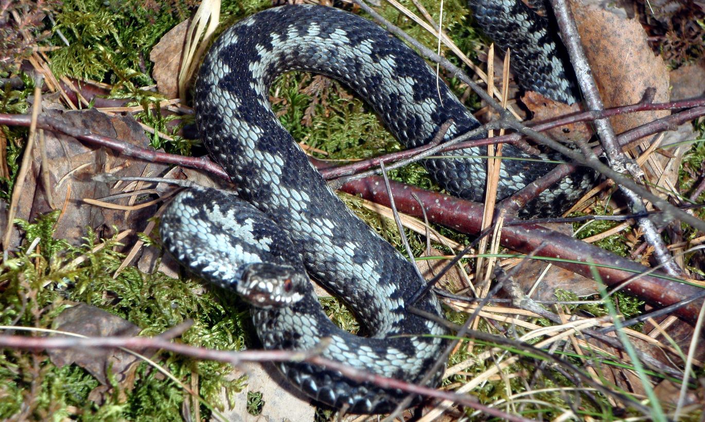 Koera on hammustanud rästik: kuidas anda esmaabi? - Nõuanded - Lemmik