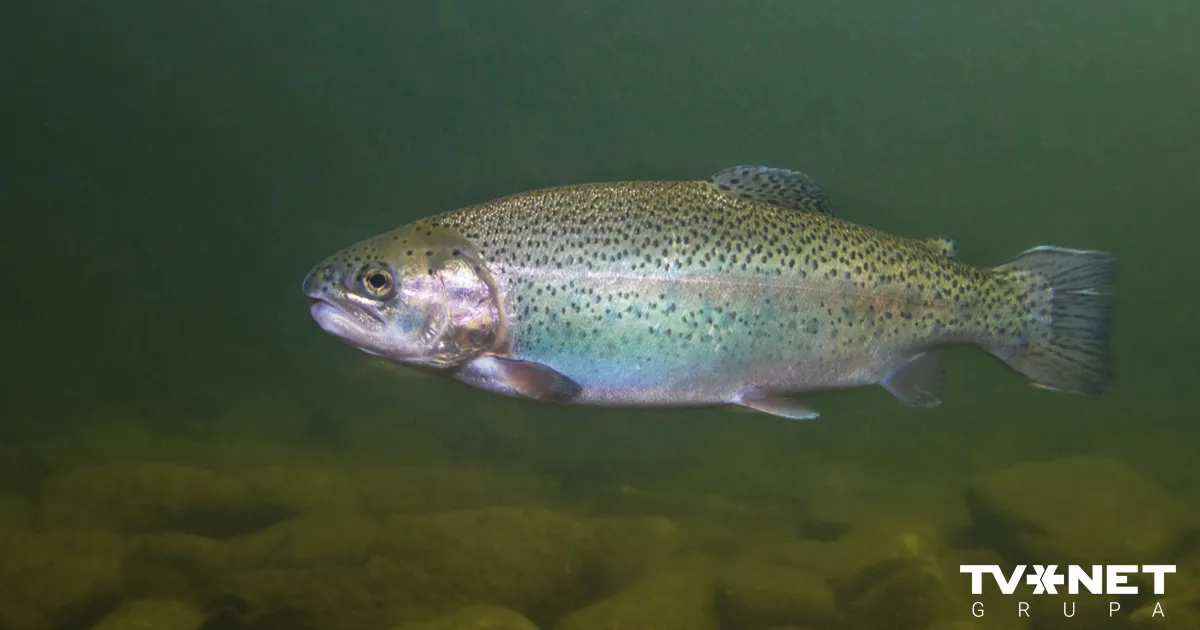 Rīgas līcī plāno audzēt varavīksnes foreles