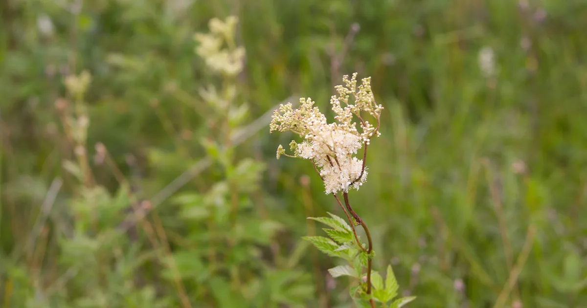 Angervaks aitab liigeseid ja puhastab organismi