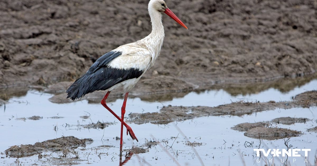 Kokneses apkārtnē manīts baltais stārķis