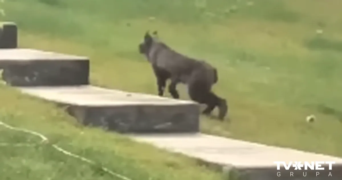 Pirmo reizi nofilmēts melns lūsis