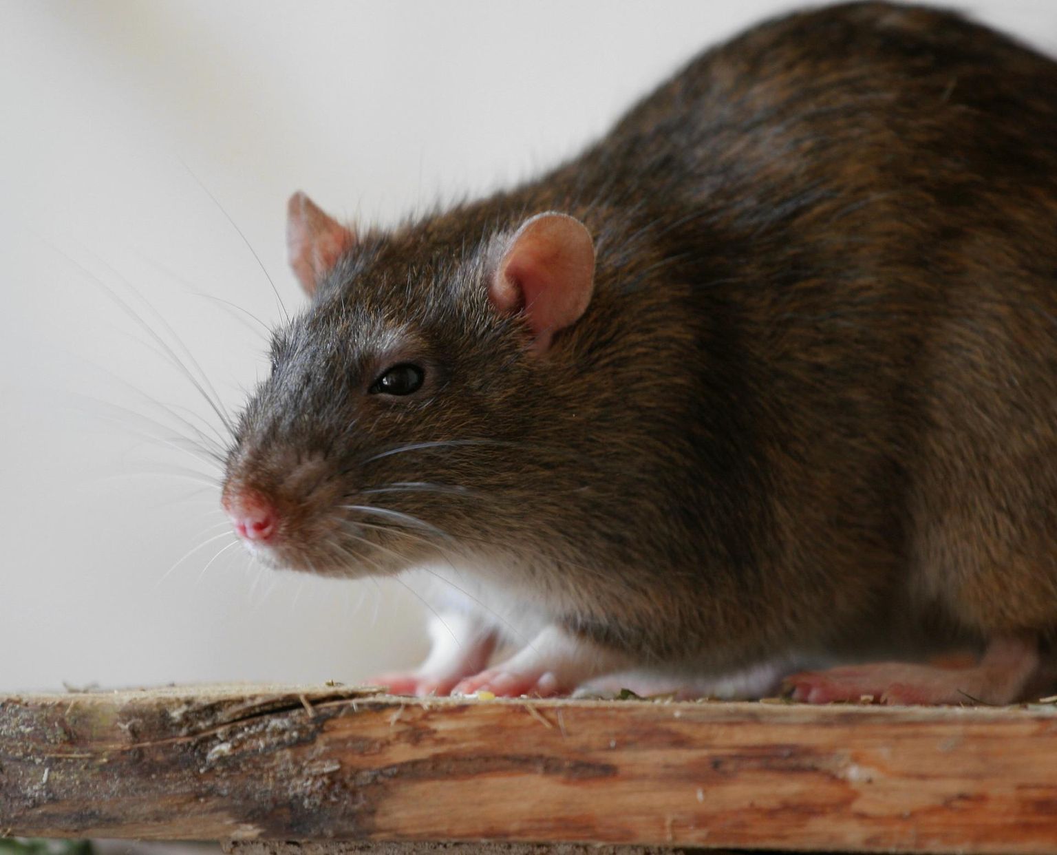 Selle aasta loom on rott